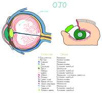 Origen embriológico del ojo - Docsity