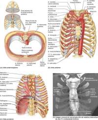 Resumen de imágenes practicas sobre torácico | Diapositivas de Anatomía ...