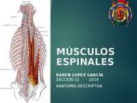 Diapositivas de la Anatomía de los Músculos Espinales - Docsity