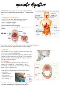 Apuntes aparato digestivo - Docsity