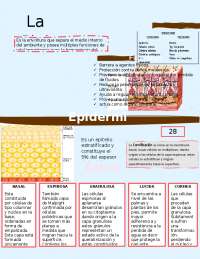 GENERALIDADES DE LA PIEL - Docsity