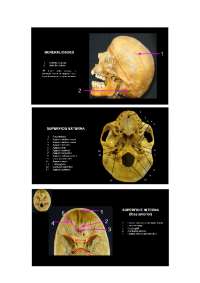 Exocraneo, base del craneo porcion externa - Docsity