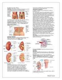 Anatomia dos Rins- detalhadando os rins - Docsity