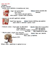 Muscoli della testa e del collo | Appunti di Anatomia | Docsity