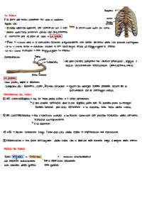 Ossa e muscoli del torace + muscoli dell'addome - Docsity