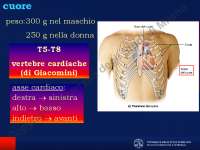 Riassunto sull'anatomia del cuore. - Docsity