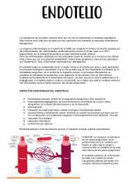 Anatomia del endotelio - Docsity