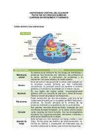 Organelos Y Sus Funciones Célula: Estructura Y Funciones