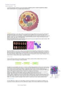 Cellula Eucariote e organuli - Docsity