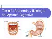 Anatomia digestiva sobre el esofago y sus partes - Docsity