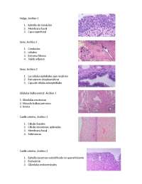 Cortes Histologicos de diferentes órganos del cuerpo humano - Docsity