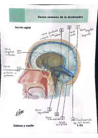 Netter de anatomía 4ta edición a color - Docsity