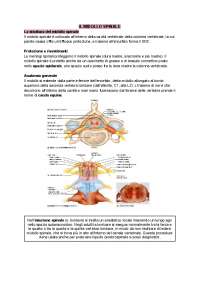 Il midollo spinale (anatomia) - Docsity