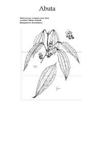 PLANTA MEDICINAL ABUTA. AMAZONIA - Docsity