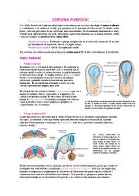 Desarrollo del sistema nervioso, Embriología - Docsity