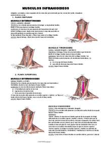 MUSCULOS INFRAHIOIDEOS - Docsity