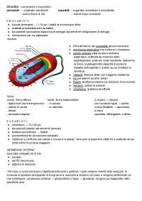 Struttura cellule (procariote - eucariote) - Docsity