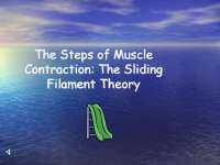 The Steps of Muscles contration: the sliding Filament theory - Docsity
