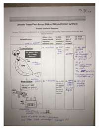 Protein synthesis amoeba sister’s summary - Docsity