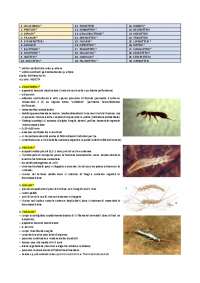 SISTEMATICA DEGLI INSETTI: CARATTERISTICHE GENERALI DEI 30 ORDINI DEGLI ...
