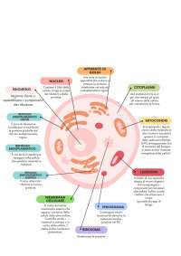 Cellula animale e organuli - Docsity