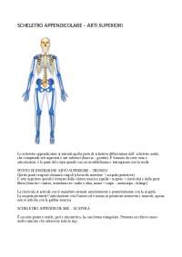 Scheletro appendicolare ~ parte superiore - Docsity