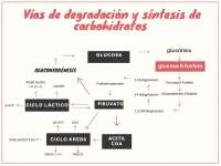 DEGRADACIÓN Y SÍNTESIS DE CARBOHIDRATOS | Esquemas y mapas conceptuales ...