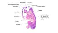 Esquema de un feto en histologia | Esquemas y mapas conceptuales de ...