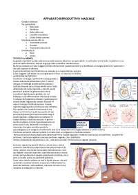 Apparato riproduttivo maschile - Docsity