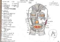 Anatomia dos músculos da face | Esquemas Anatomia - Docsity