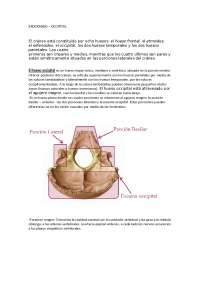 Exocraneo, base del craneo porcion externa - Docsity