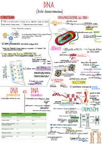 Schema sul DNA e le sue caratteristiche | Schemi e mappe concettuali di ...