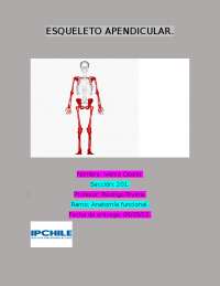 Esqueleto apendicular - Docsity