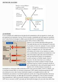 Glicolisi: introduzione e le 9 tappe - Docsity