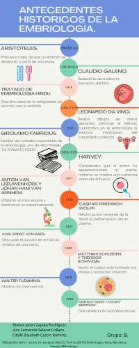 Línea del tiempo embriología | Apuntes de Embriología - Docsity