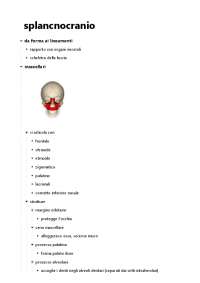 Mappa concettuale splancnocranio | Schemi e mappe concettuali di Anatomia | Docsity