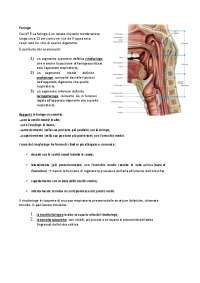 Anatomia della laringe e del naso | Appunti di Neuroanatomia - Docsity