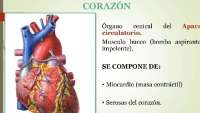 Configuracion externa del corazon - Docsity