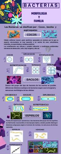 Las Bacterias se clasifican por : Cocos , bacilos y espiroquetas ...