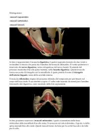 Anatomia, muscoli del collo - Docsity