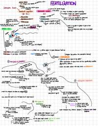 Fertilization Mind map | Schemes and Mind Maps Cell Biology | Docsity