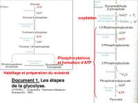 Document 1. Les étapes de la glycolyse. | Exercices Biologie | Docsity