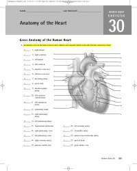 Anatomy of the Heart | Exams Anatomy | Docsity