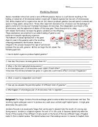 Modeling Meiosis | Lecture notes Genetics | Docsity