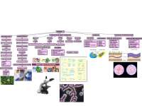 Es un mapa conceptual de microbiologia xd | Esquemas y mapas conceptuales de Microbiología - Docsity