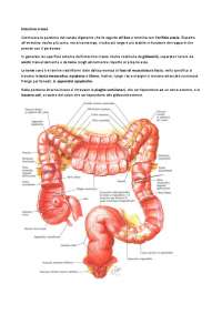 Intestino crasso, Anatomia e descrizione | Dispense di Anatomia | Docsity