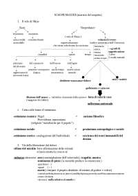 Schema su Shopenhauer | Schemi e mappe concettuali di Filosofia | Docsity