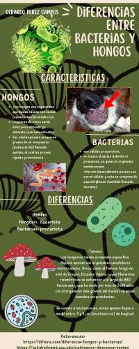 Diferencia entre Hongos y Bacterias | Esquemas y mapas conceptuales de ...