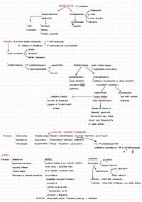 Le biomolecole, schema | Schemi e mappe concettuali di Biologia | Docsity
