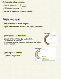 Parete cellulare della cellula microbica | Schemi e mappe concettuali ...